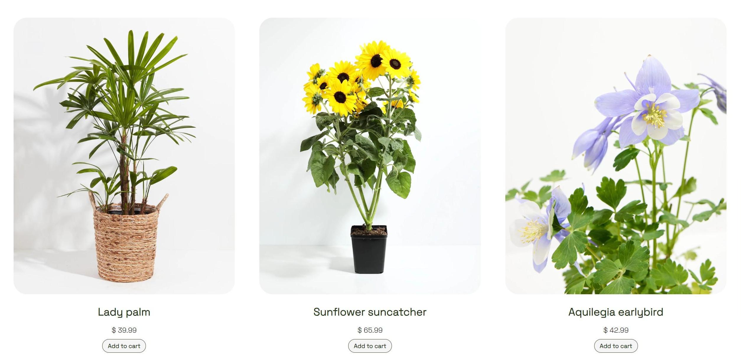 SummerPlanting: an ecommerce-website for plants · This is Celia
